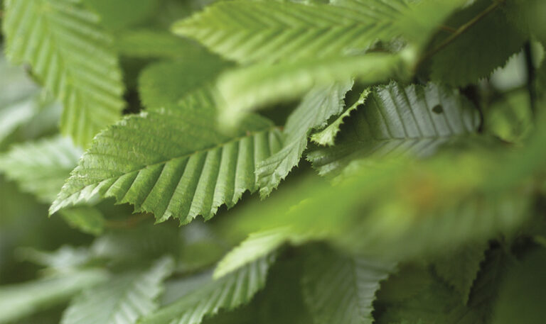 Green Screen: Carpinus Betulus - We design, install, and maintain green ...