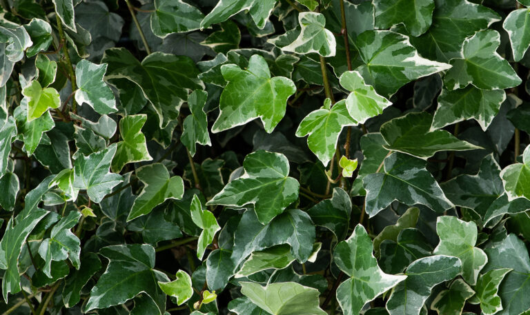 Green Screen: Hedera Helix ‘Glacier’ - We design, install, and maintain ...